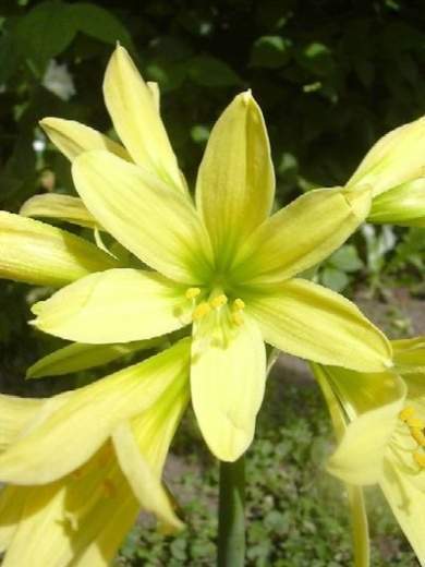 Amaryllidaceae - EcuRed