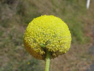 Craspedia variabilis - EcuRed