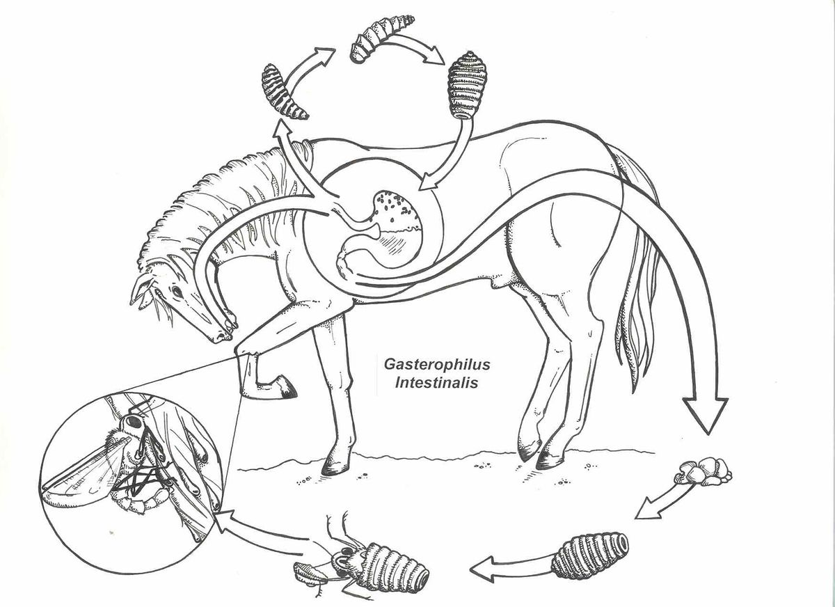 Gasterophilus intestinalis - EcuRed