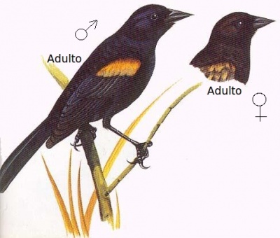 Mayito - EcuRed