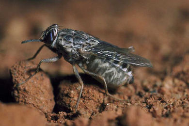Mosca tse tse - EcuRed