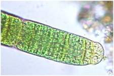 Cianobacteria - EcuRed