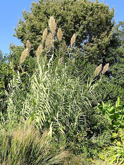 Arundo donax - EcuRed