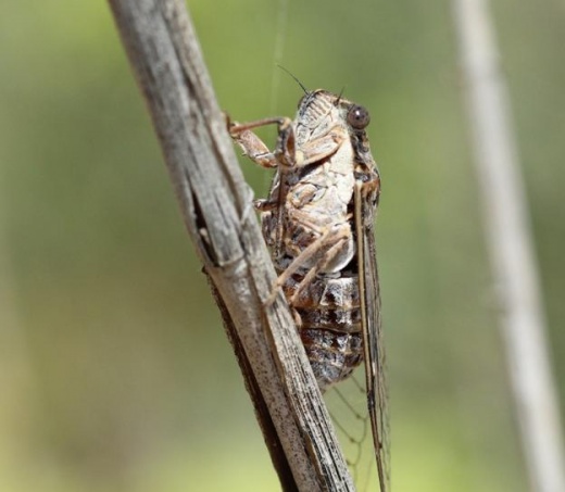 Cicada barbara - EcuRed