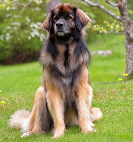Leonberger - EcuRed