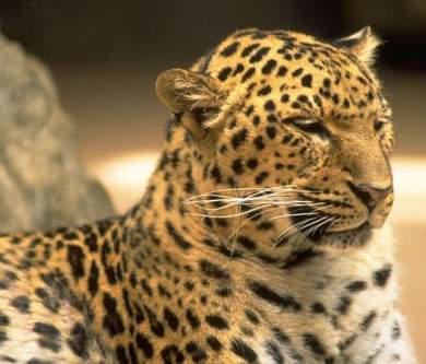 Leopardo - EcuRed
