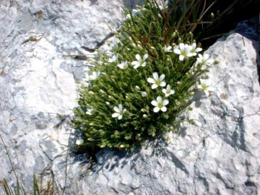 Arenaria grandiflora - EcuRed