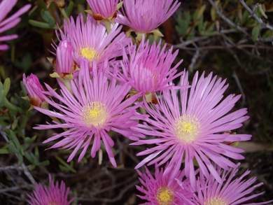 Lampranthus roseus - EcuRed