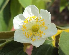 Capulí - EcuRed