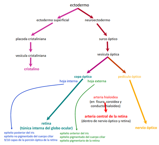 Neuroectodermo - EcuRed