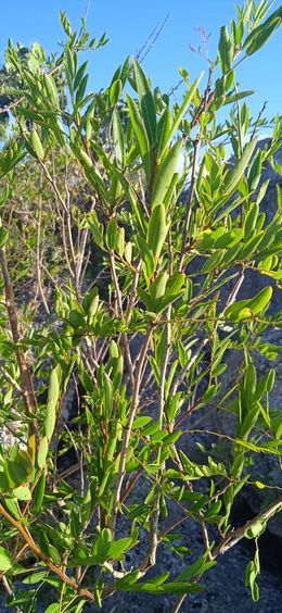Phyllanthus sellowianus Müll. - EcuRed