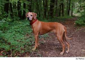 Perro crestado rodesiano - EcuRed