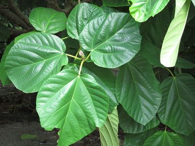 Ficus auriculata - EcuRed