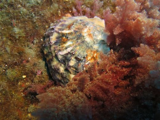 Ostrea edulis - EcuRed