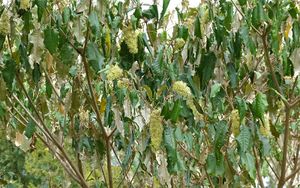 Croton megalocarpus - EcuRed