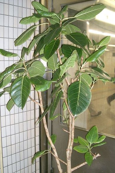 Ficus altissima - EcuRed