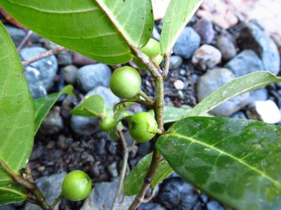 Ficus adenosperma - EcuRed