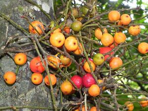 Ficus racemigera - EcuRed