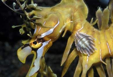 Phycodurus eques - EcuRed