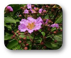 Banaba - EcuRed