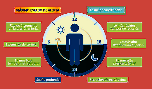 Ritmo circadiano - EcuRed