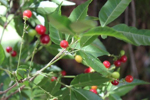 Allophyllus edulis - EcuRed