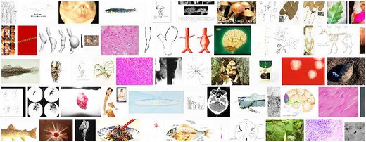 Cuerpo fusiforme - EcuRed