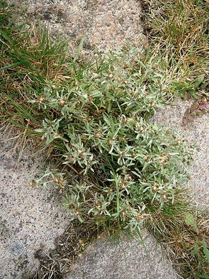 Gnaphalium uliginosum - EcuRed