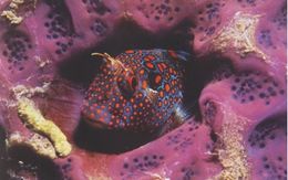 Hypsoblennius invernar - EcuRed