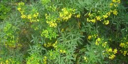 Senna corymbosa - EcuRed