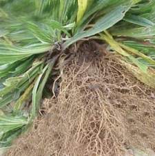 Partes de las plantas - EcuRed