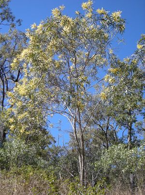 Acacia aulacocarpa - EcuRed