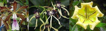 Plantas endémicas de Cuba - EcuRed