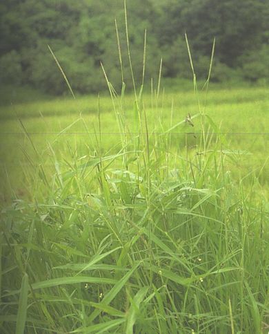 Ischaemum rugosum - EcuRed