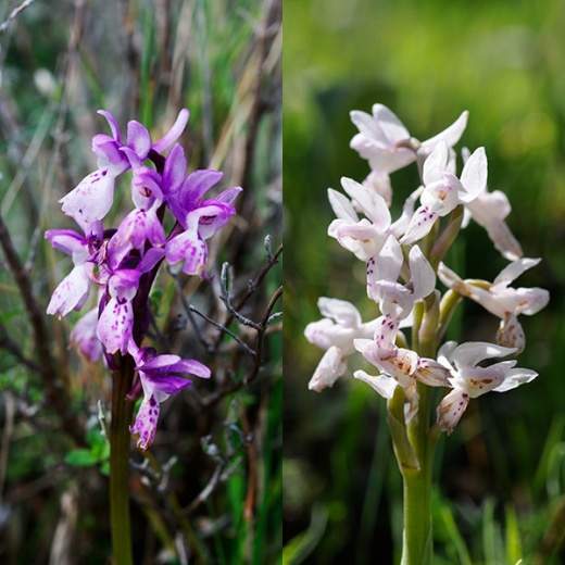 Orchis - EcuRed