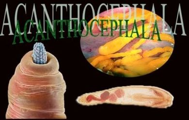 Phylum Acanthoceplala - EcuRed