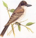 Pitirre real - EcuRed