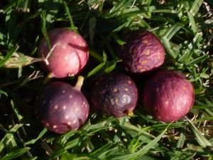 Ficus superba - EcuRed