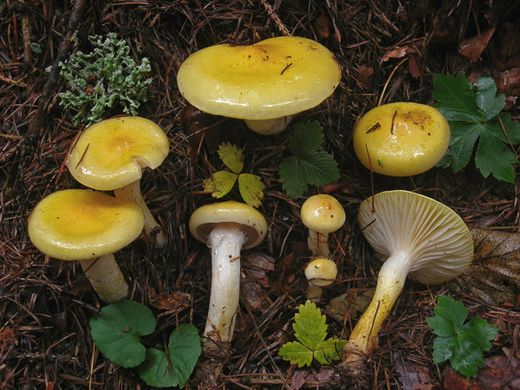 Hygrophorus lucorum - EcuRed