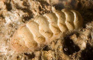 Lepidopleurus cajetanus - EcuRed