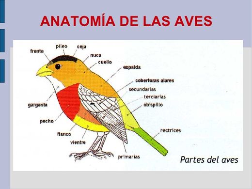 Anatomía de las aves - EcuRed