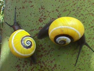 Polymita picta - EcuRed