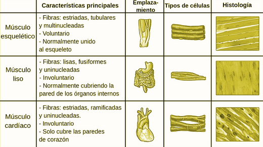 Tejido muscular liso - EcuRed