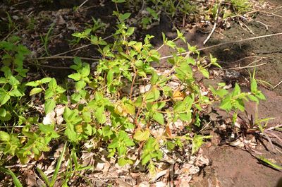 Croton hirtus - EcuRed