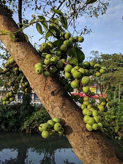 Ficus racemosa - EcuRed