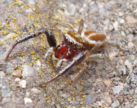Arachnida - EcuRed