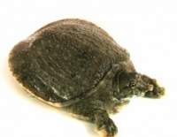 Tortuga - EcuRed