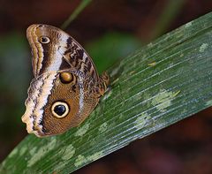 Caligo - EcuRed