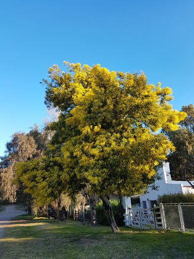 Acacia - EcuRed