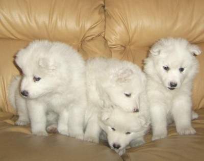 Samoyedo - EcuRed